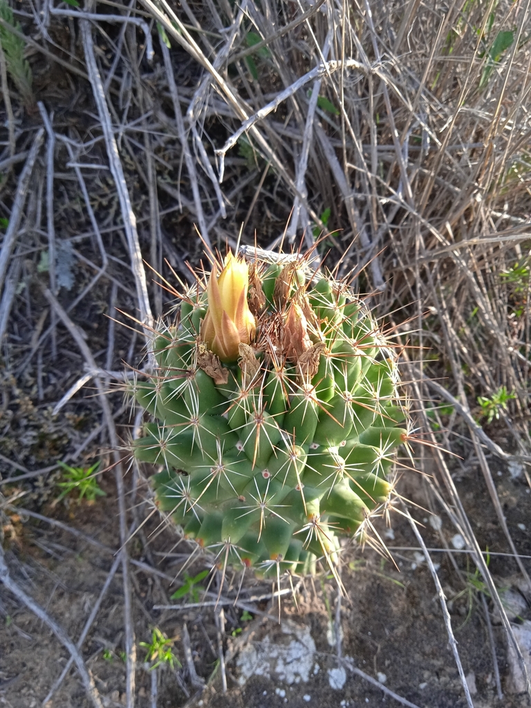 Coryphantha octacantha from Colinas de Plata on July 18, 2021 at 07:13 ...