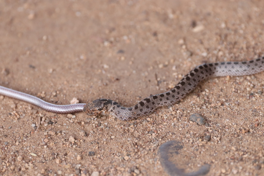 Night Snakes from Madera, Chih., México on July 16, 2021 at 06:57 AM by ...