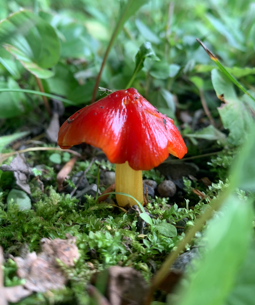 Candy Apple Waxy Cap (Encyclopedia of North American Mushrooms pt. 2 ...