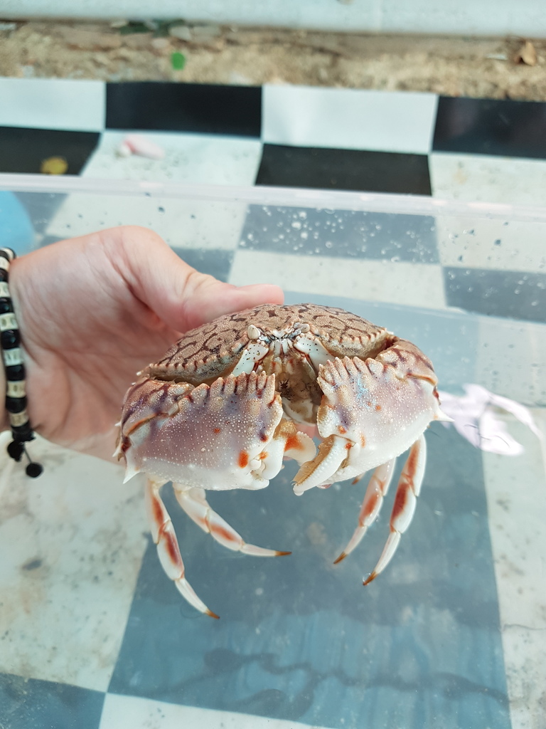Ocellated Box Crab from Piscadera, Willemstad, Curaçao on March 5, 2018 ...