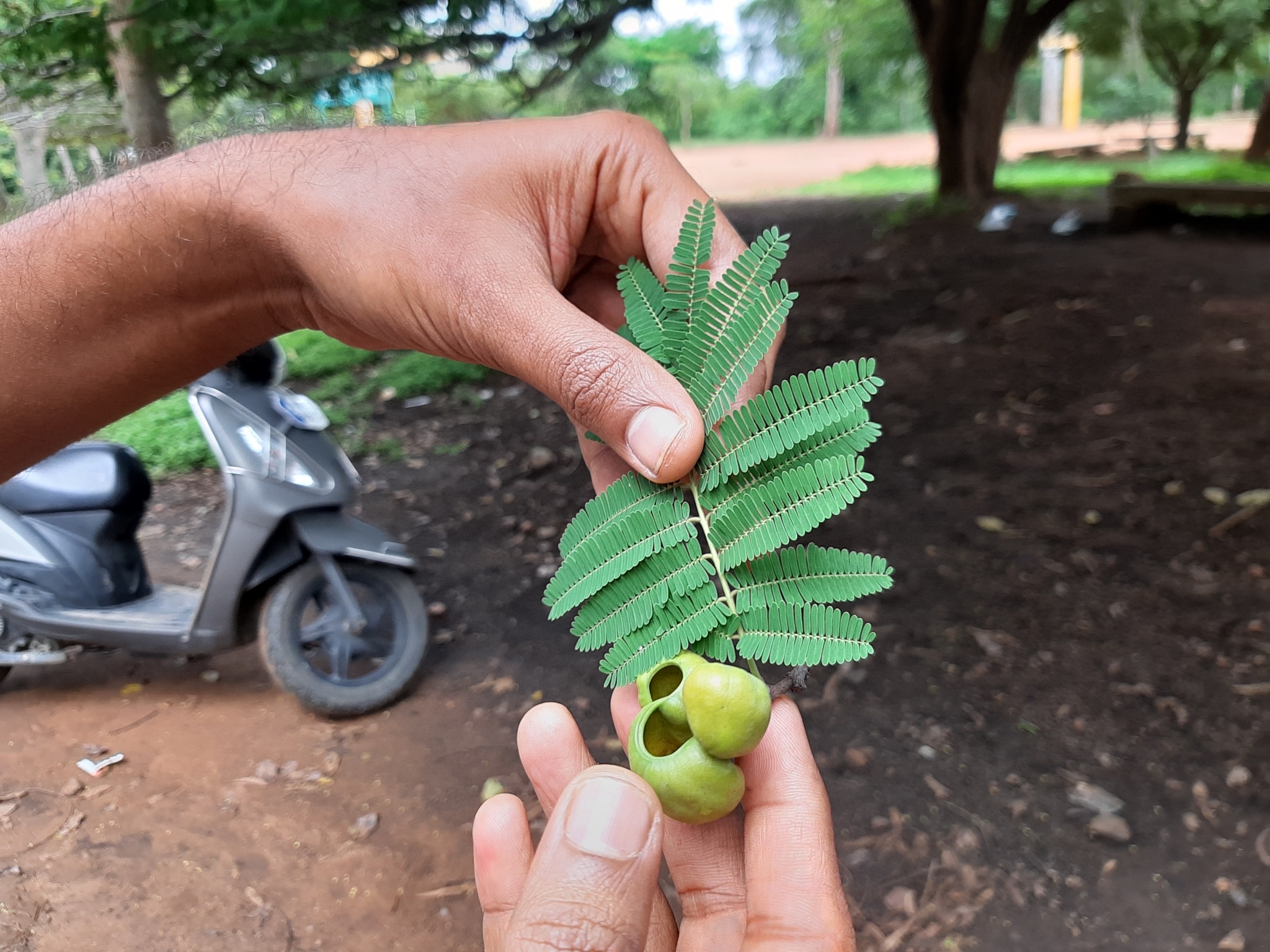Libidibia coriaria (Jacq.) Schltdl.