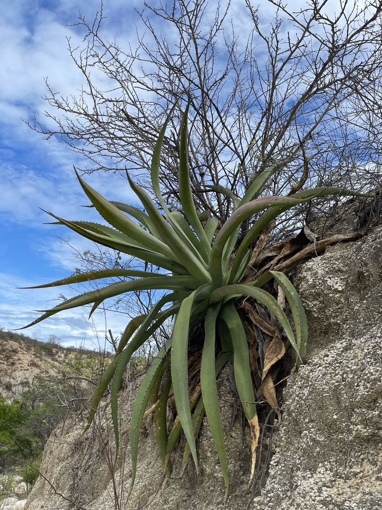 Agave aurea promontorii in July 2021 by Glenn Ehrenberg · iNaturalist