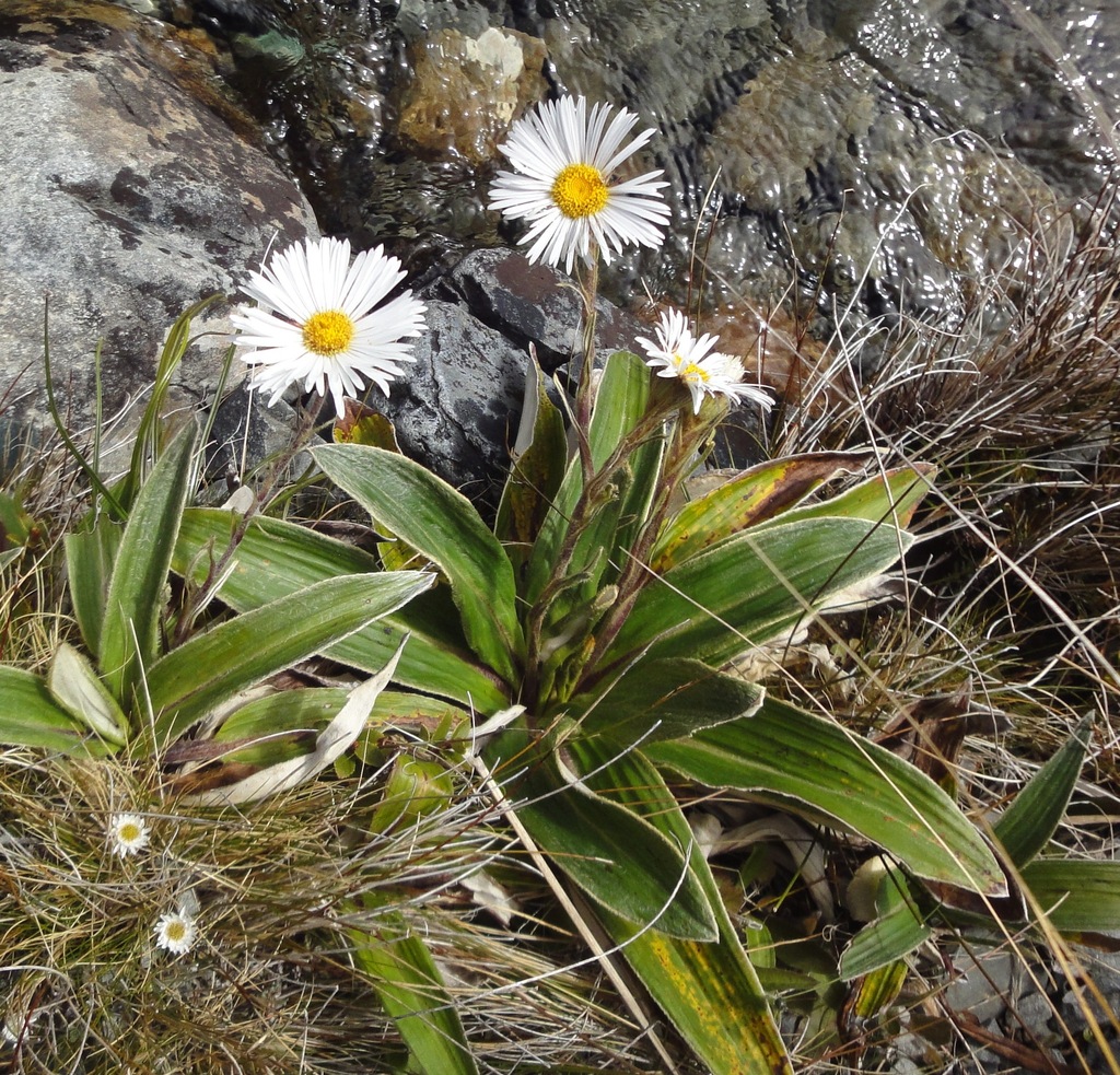 Celmisia verbascifolia from Ohau Conservation Area, Freehold Creek area ...
