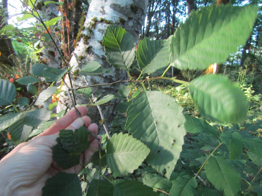 Red Alder from Thurston County, WA, USA on July 18, 2021 at 06:33 AM by ...