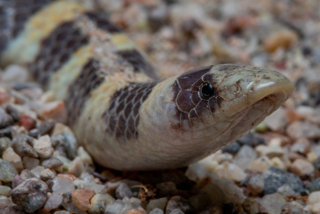 Banded Sand Snake (Sonora cincta) - Snakes and Lizards