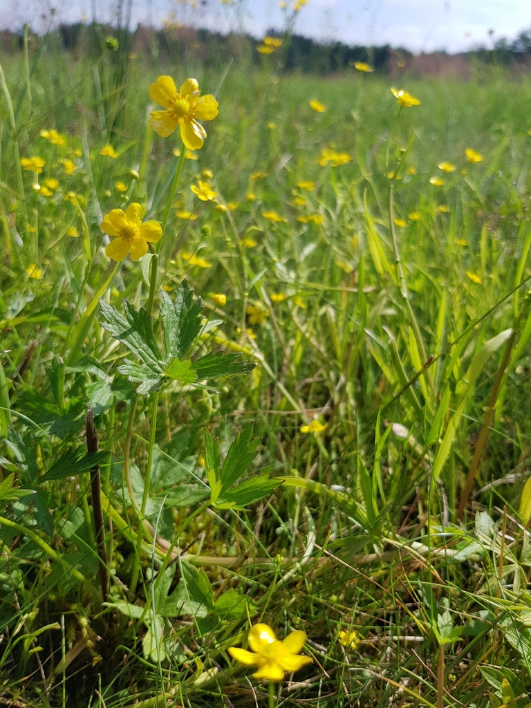 Lesser Spearwort from Studnice, Zalíbené, odb., 539 01 Studnice ...