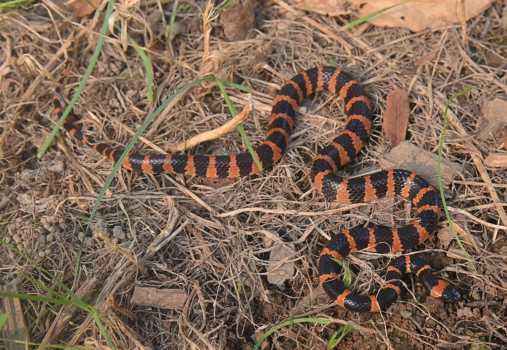 Sichuan Wolf Snake (Lycodon liuchengchaoi) - Snakes and Lizards