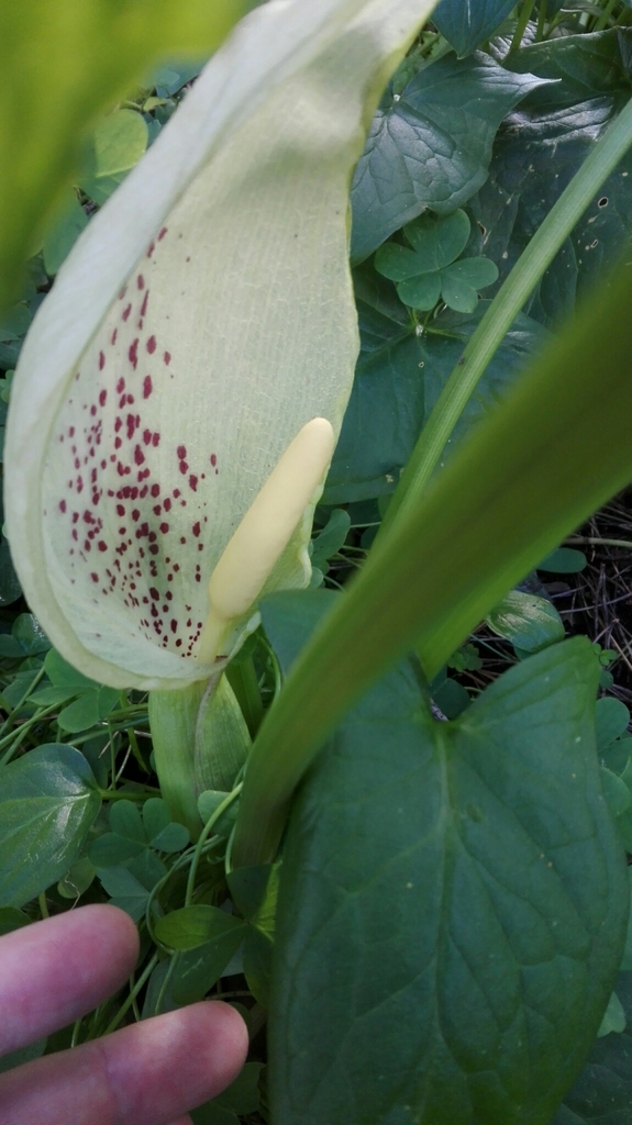 Italian arum (Arum italicum) - Botanical Realm