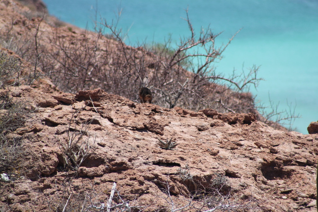 Black Jackrabbit (Lepus californicus insularis) - Know Your Mammals