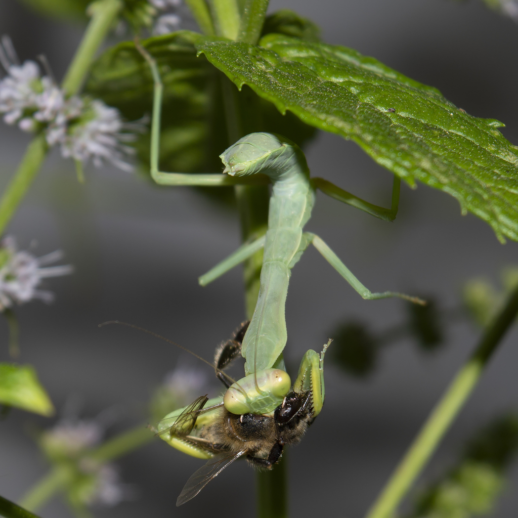 Transcaucasian Giant Mantis from Nea Makri 190 05, Greece on July 03 ...