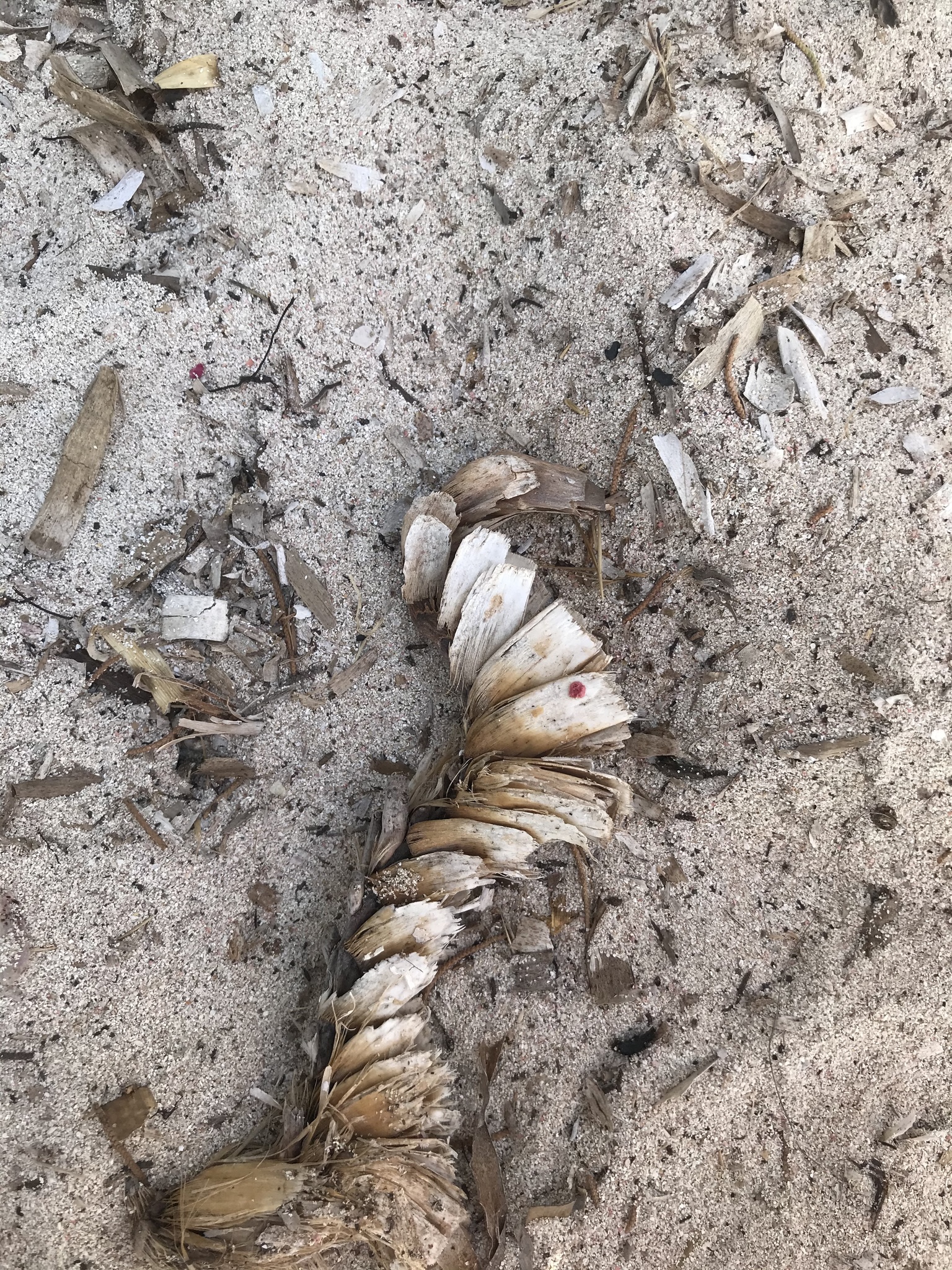 Miniacina miniacea (Pallas, 1766)