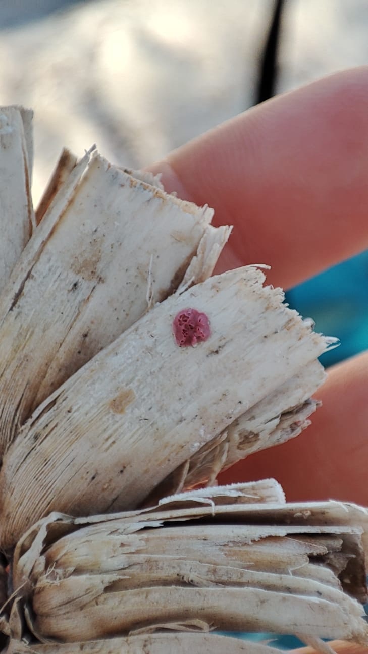 Miniacina miniacea (Pallas, 1766)