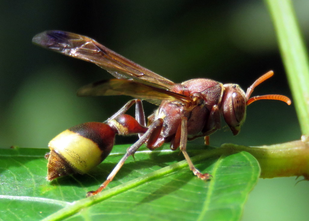 Small Paper Wasps (Hymenoptera of the British Indian Ocean Territory ...