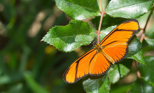 (Eueides aliphera subsp. gracilis)