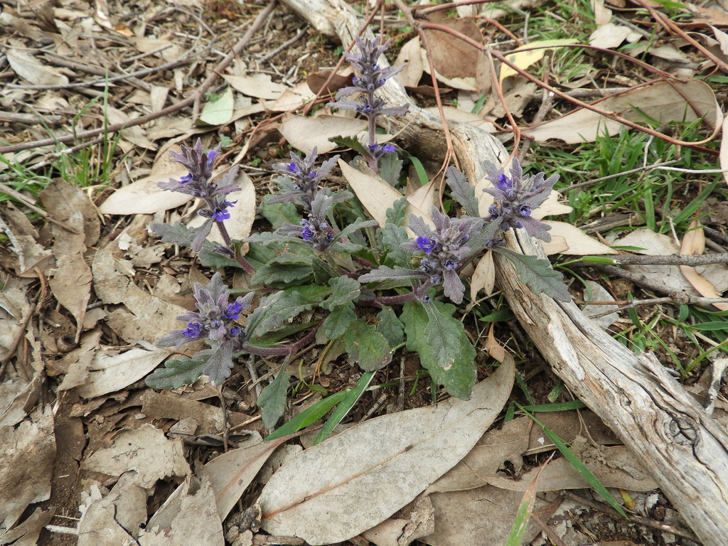 Austral Bugle from Boho South VIC 3669, Australia on November 04, 2018 ...