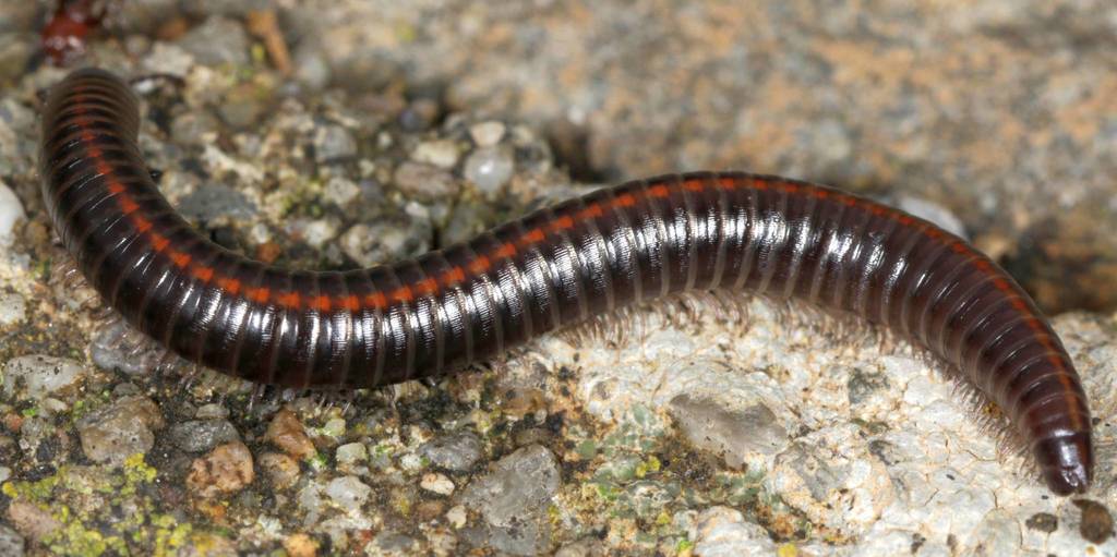 Megaphyllum from Zentralmakedonien, Griechenland on May 02, 2016 at 12: ...