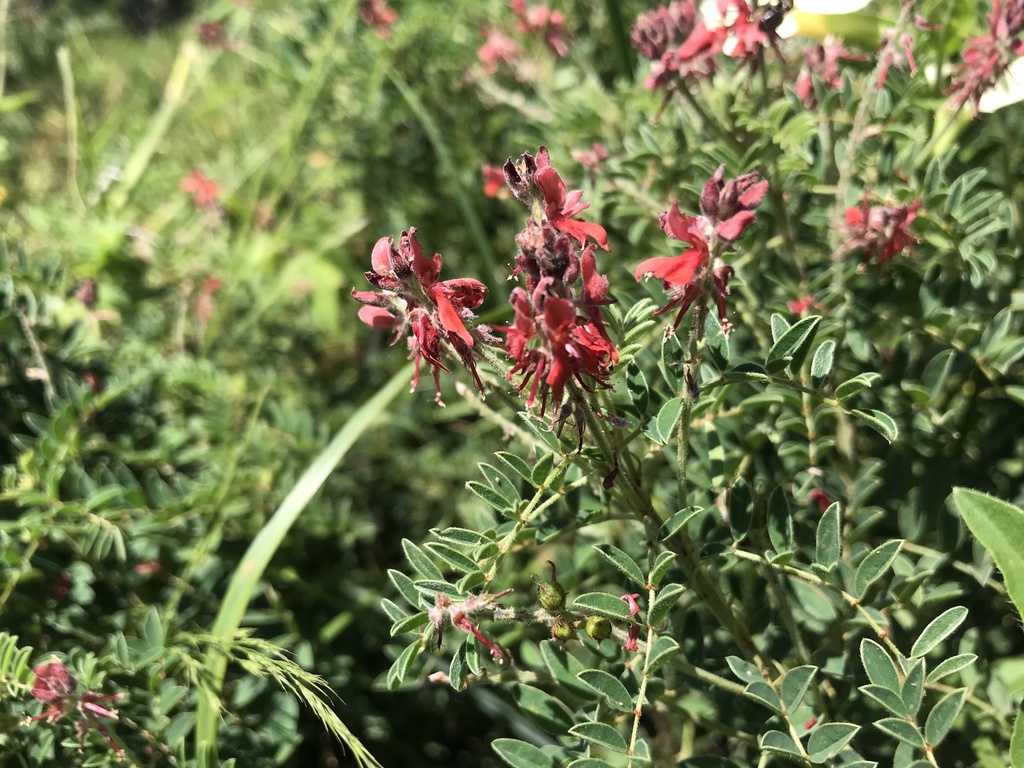 Indigofera eriocarpa from KZN, ZA on February 24, 2021 at 11:38 AM by ...