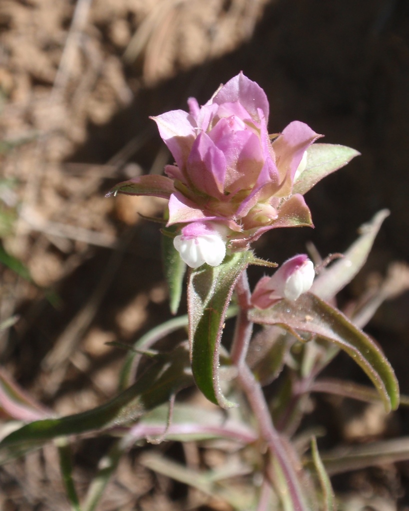 mountain owl's clover (Washington: Olympic Peninsula) · iNaturalist