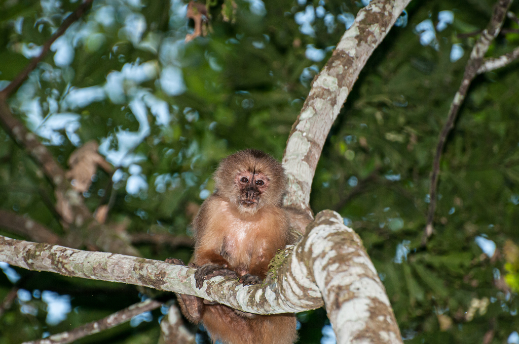 Shock-headed Capuchin in June 2012 by David Morris · iNaturalist