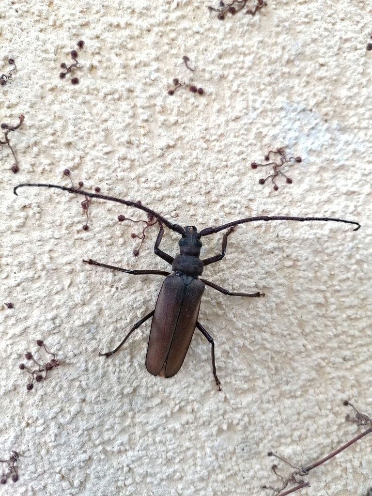 grain support beetle from Schönbrunn, Wien, Österreich on July 19, 2021 ...
