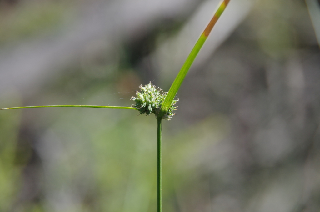 Knob Sedge from Douglas VIC 3409, Australia on November 26, 2016 at 04: ...