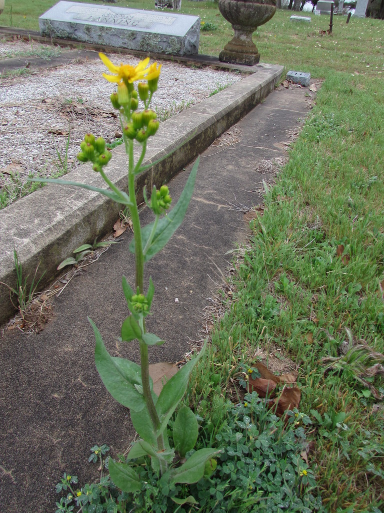 Texas ragwort (Senecio ampullaceus) - Botanical Realm