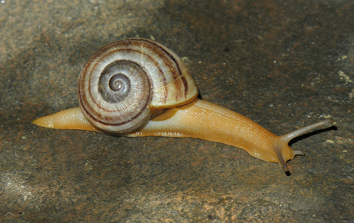 Genus Capitina · iNaturalist