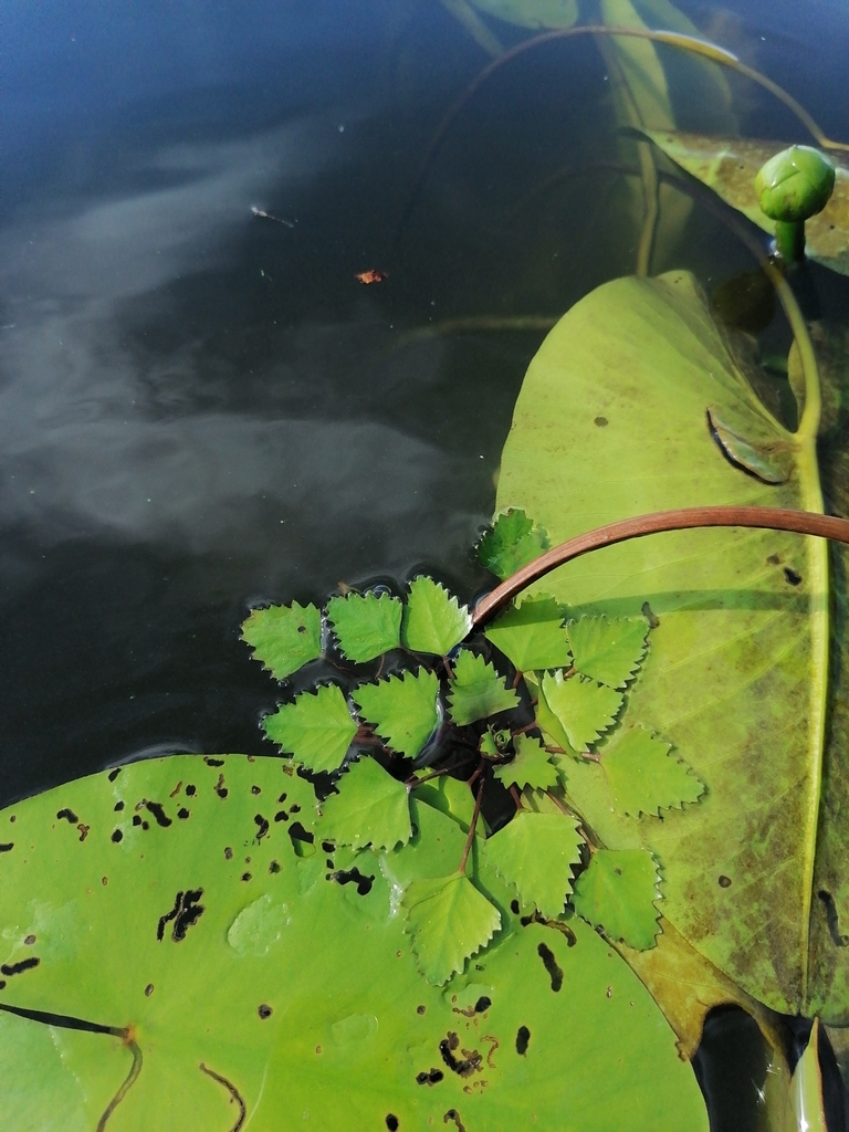 Water caltrop from Нижегородская обл., Россия, 606263 on July 02, 2021 ...