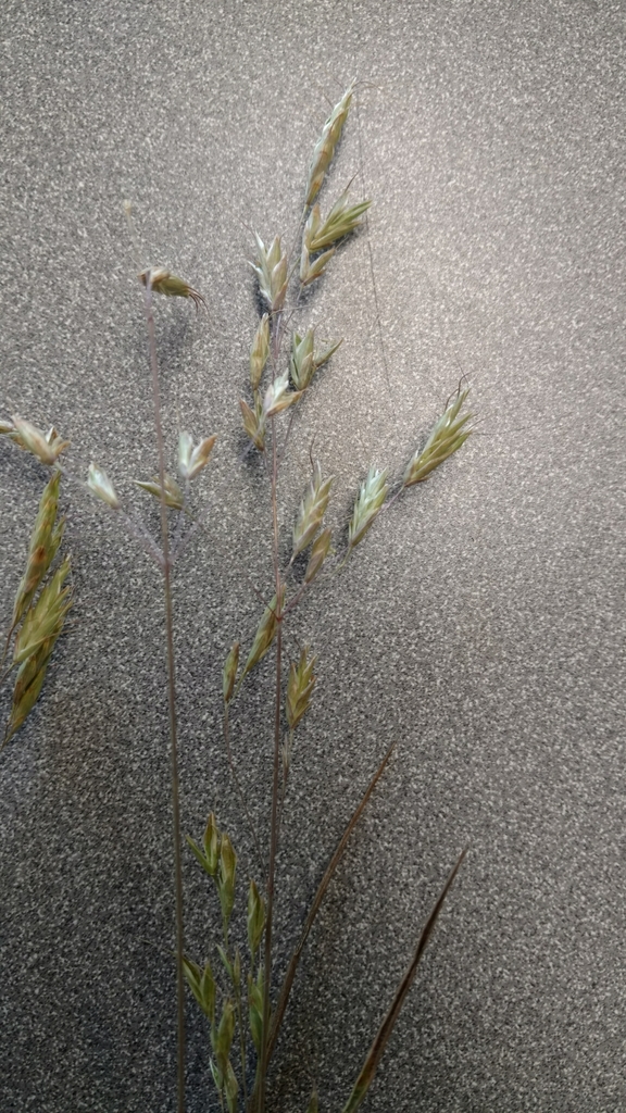 Field Brome from Chippewa County, MN, USA on July 18, 2021 at 12:40 PM ...