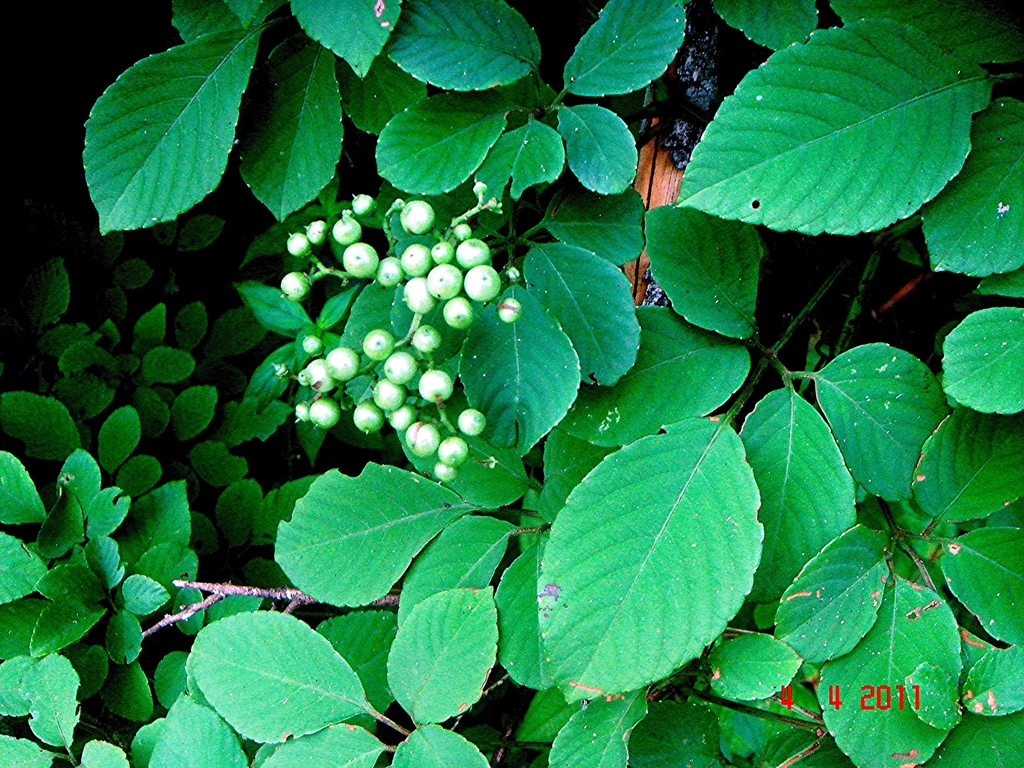 Winter grape (Plants of Overton Park's Old Forest, Memphis, TN ...