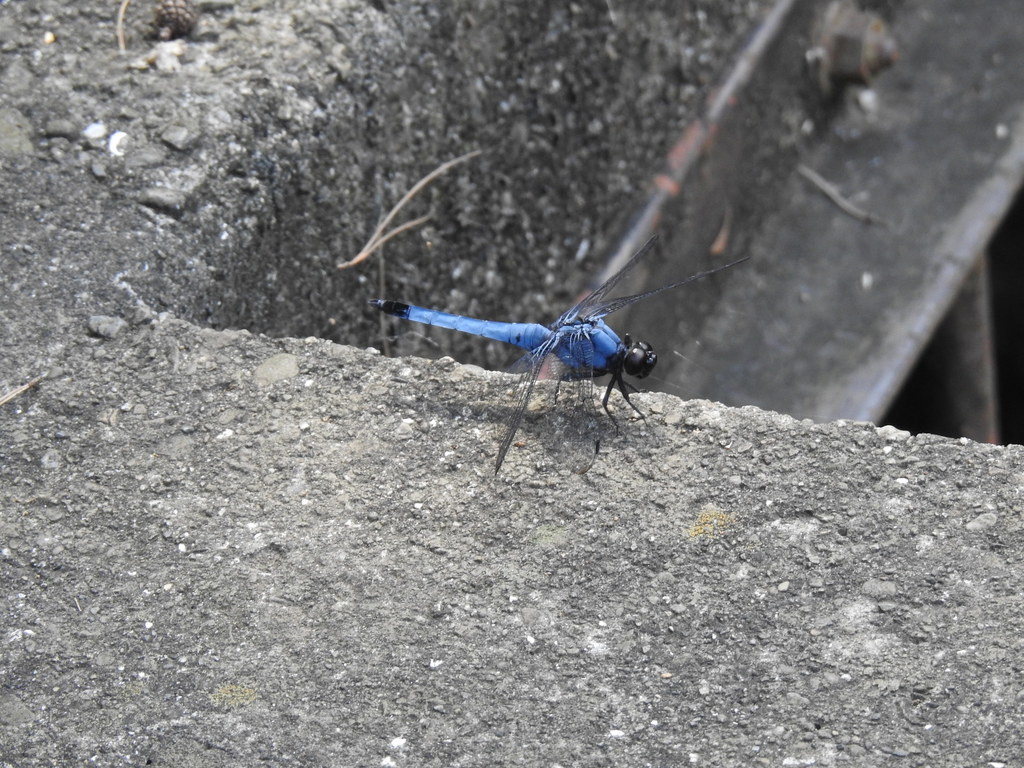 Greater Blue Skimmer from Okura, Setagaya City, Tokyo 157-0074, Japan ...