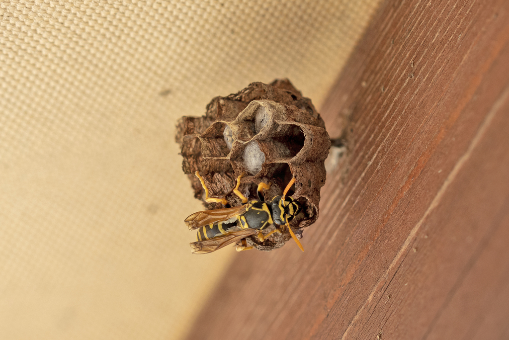 dominula-group Paper Wasps from near Kampos beach, Ikaria, Greece on ...