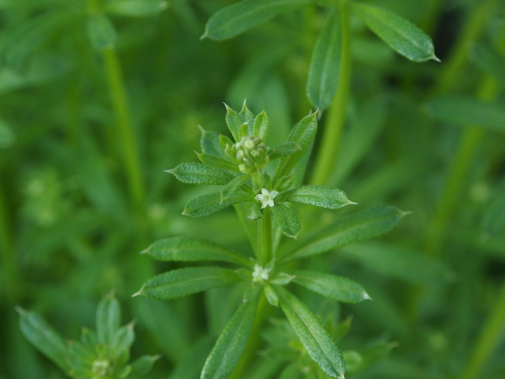 Galium spurium (Flora de la Alcarria de Alcalá) · iNaturalist