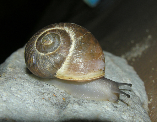 Gansbaai Dune Snail (Trigonephrus ambiguosus) · iNaturalist
