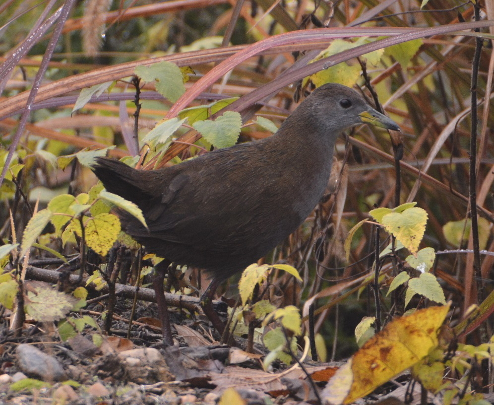 Brown Crake (BIRDS OF ACHANAKMAR TIGER RESERVE CHHATTISGARH) · iNaturalist