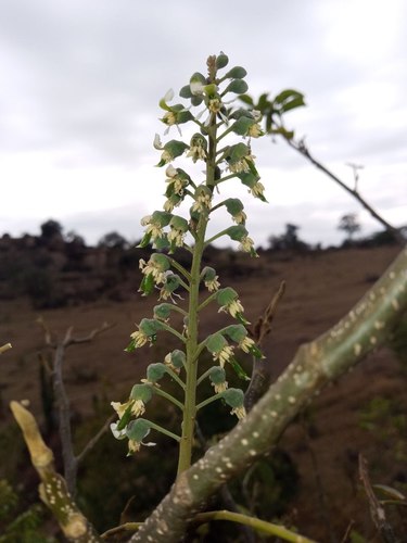 Myroxylon peruiferum · iNaturalist