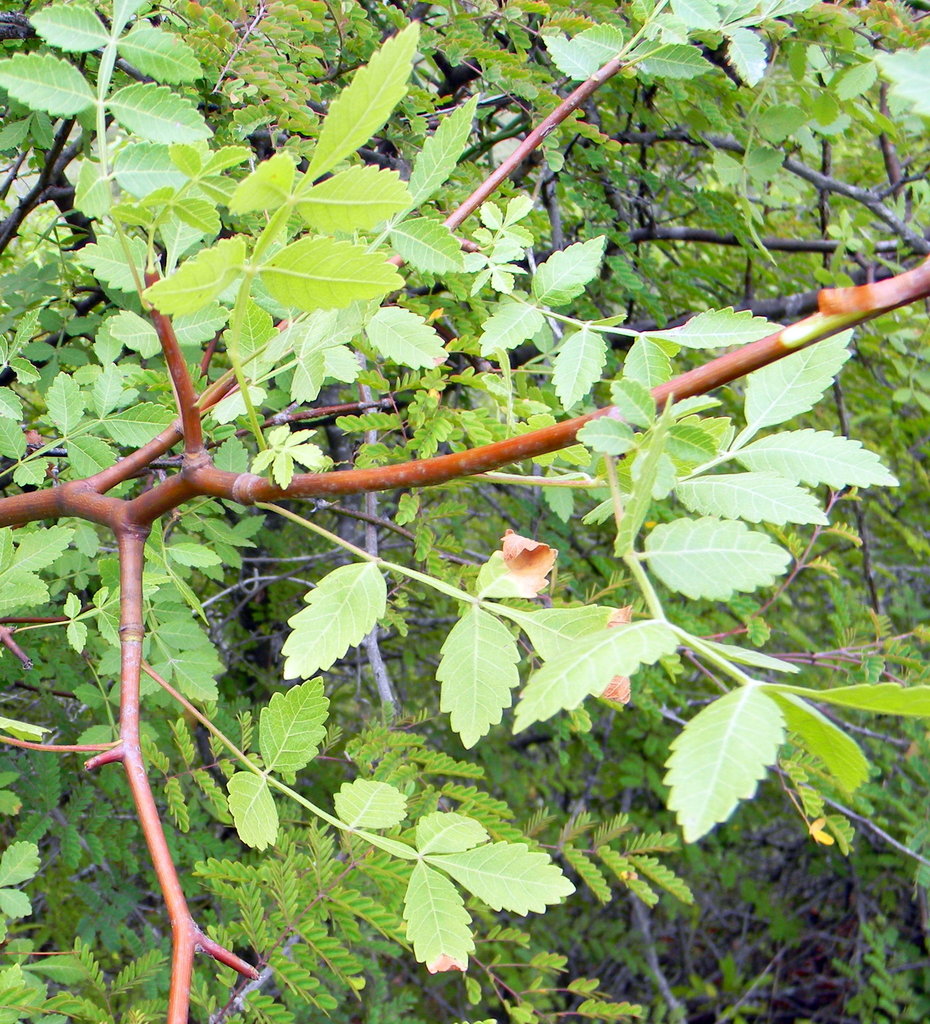 Bursera linanoe in September 2013 by shivaprakash · iNaturalist