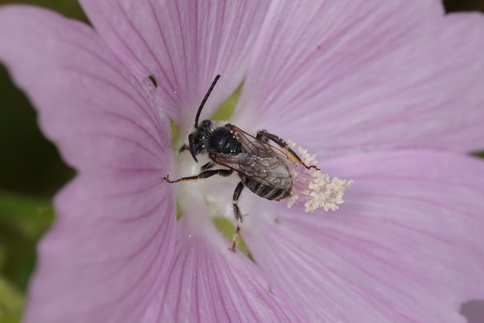 Tetralonia Spinola, 1838