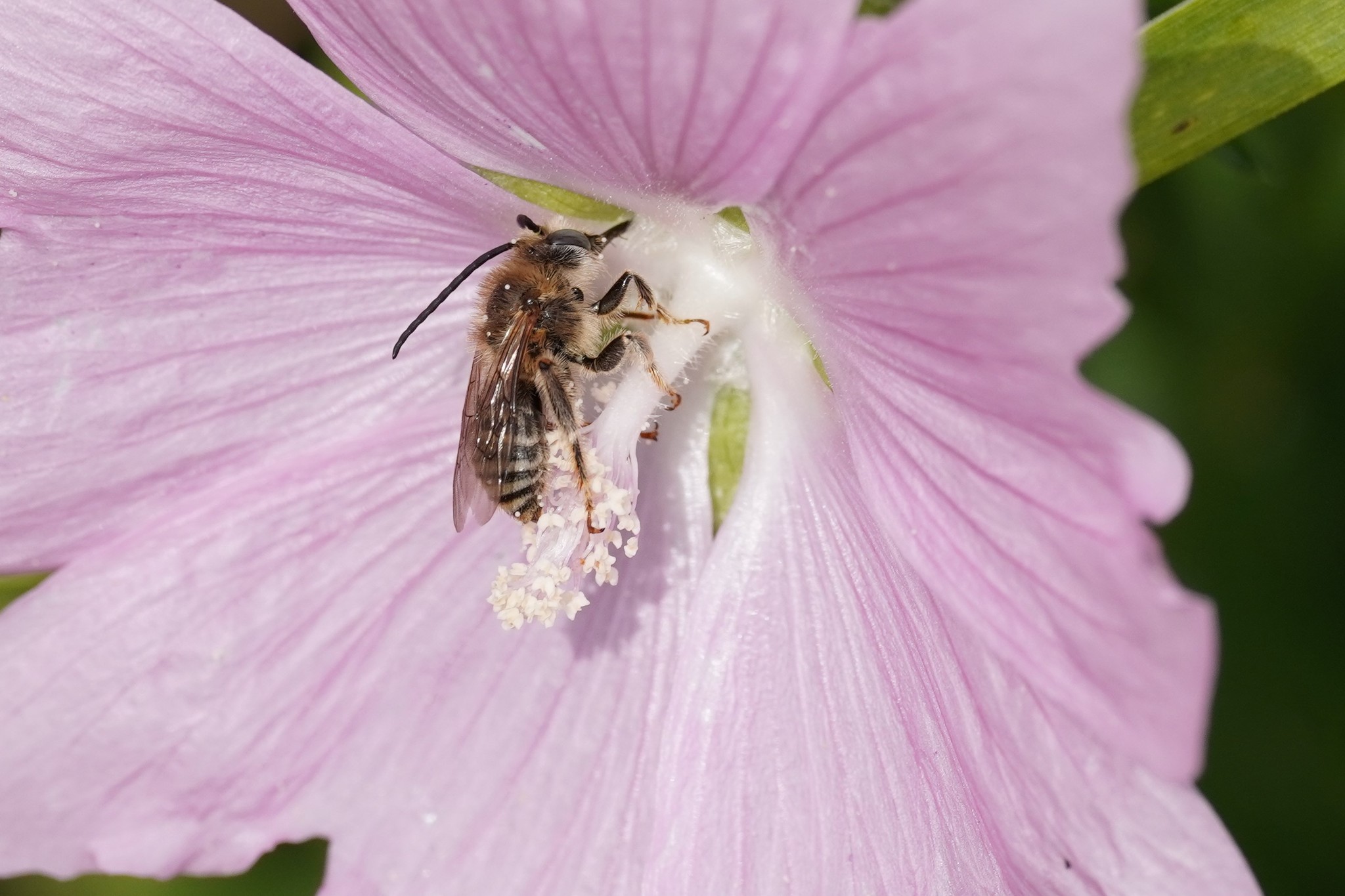 Tetralonia Spinola, 1838