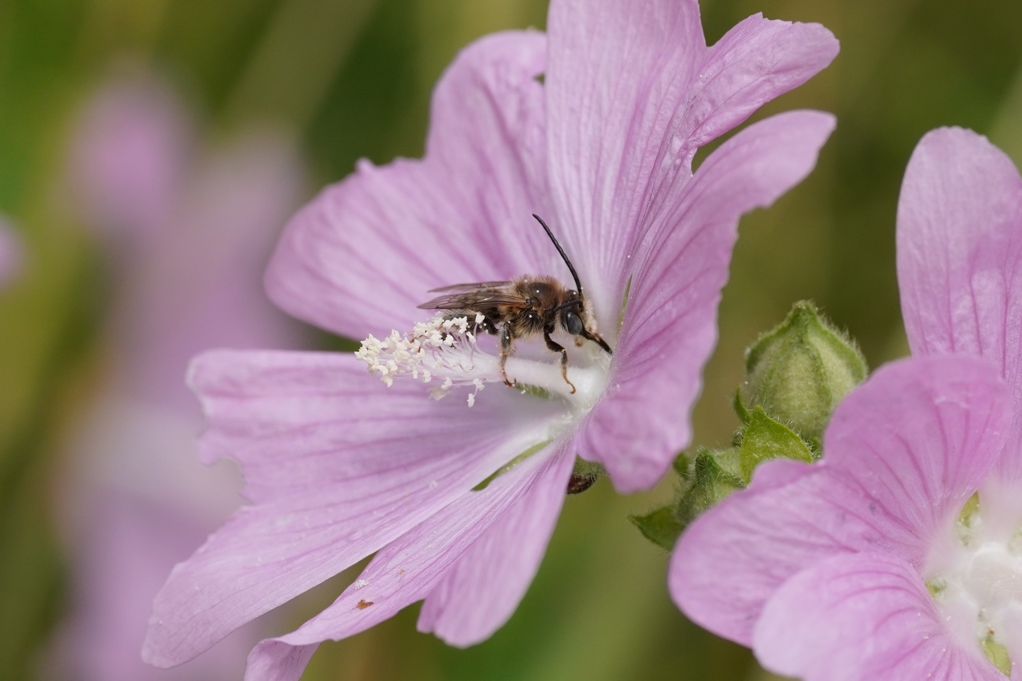 Tetralonia Spinola, 1838
