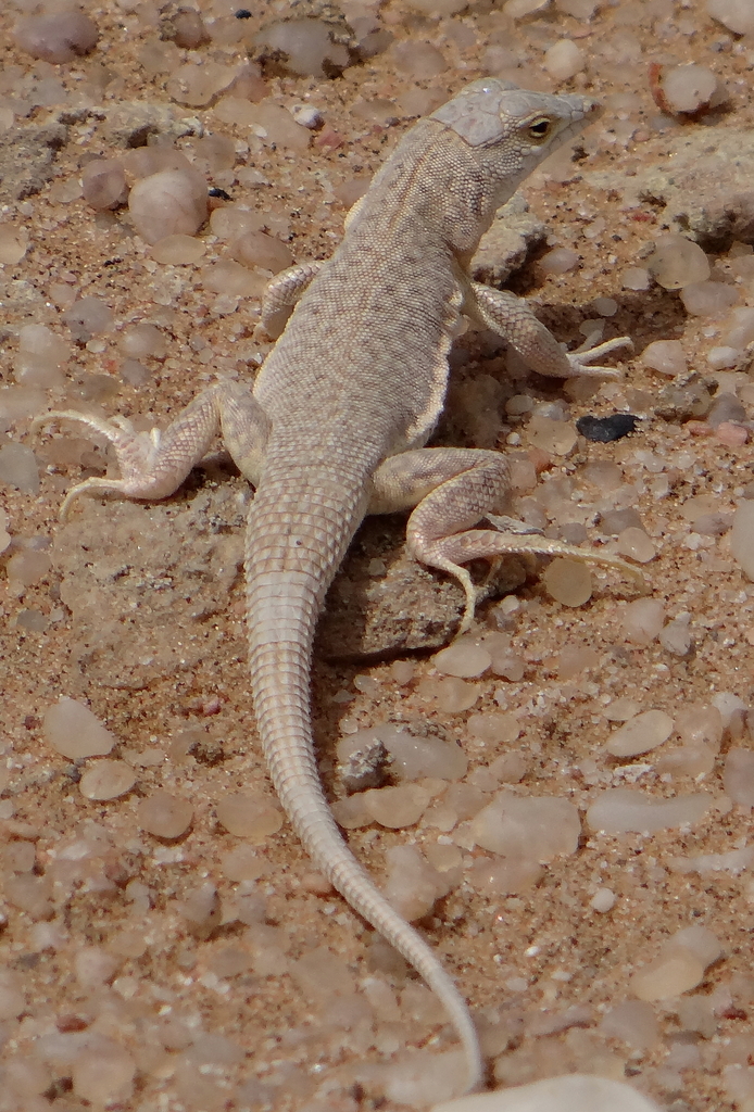 Reticulate Sand Lizard from Erongo Region, Namibia on March 24, 2018 at ...