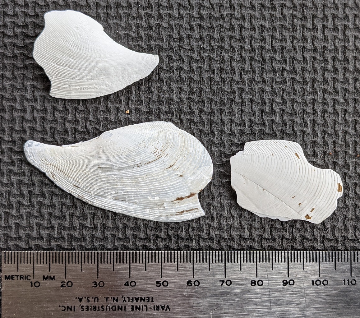 Yoldia Møller, 1842