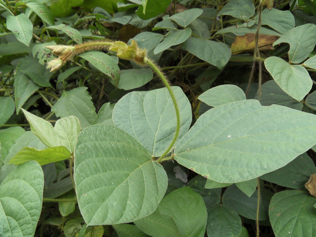 Calopo (Flora Singapore List C) · iNaturalist