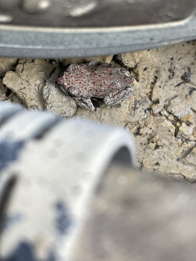 Red-spotted Toad in July 2021 by Jonny Scalise · iNaturalist
