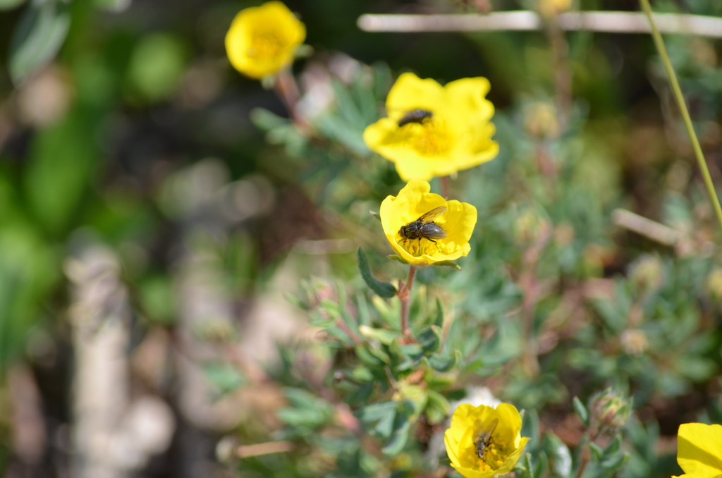 Calyptrate Flies from Improvement District No. 9, AB T0L, Canada on ...