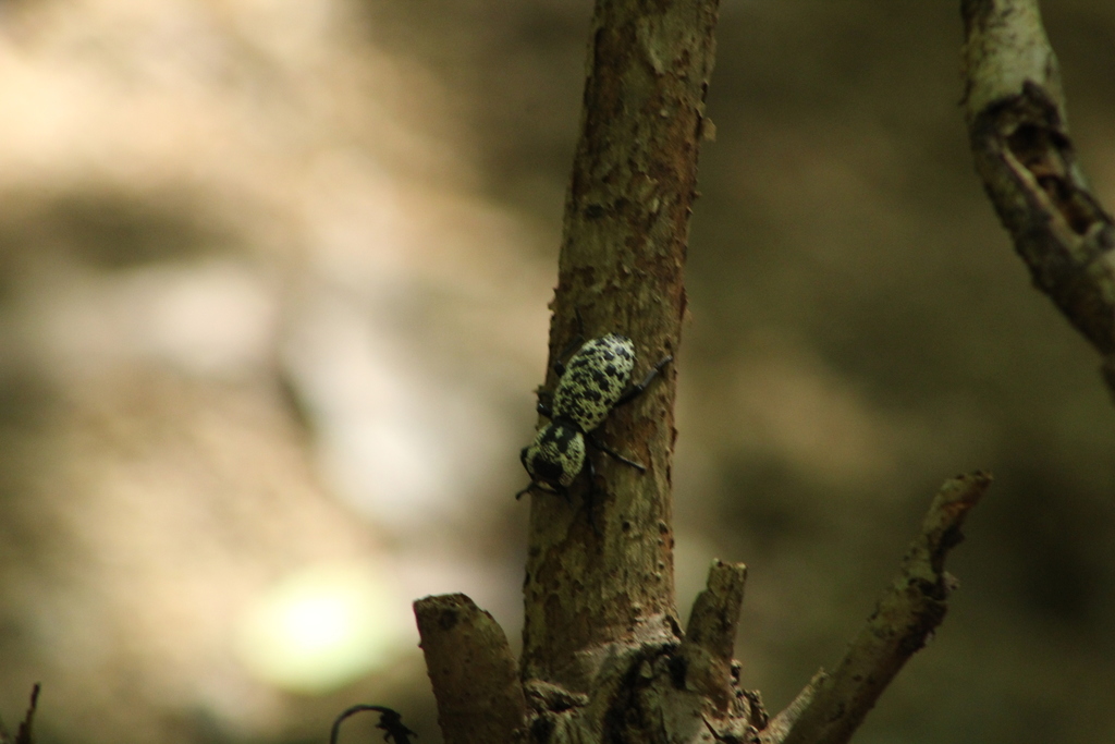 Zopherus nodulosus from Santa María Huatulco, Oax., México on July 08 ...