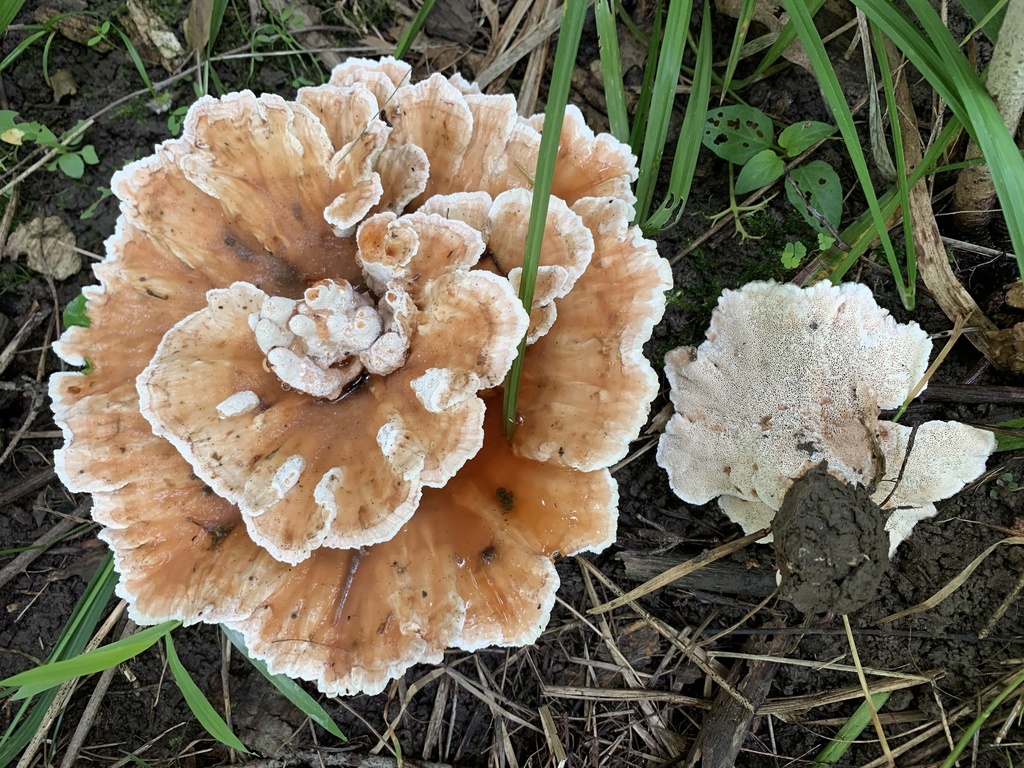 Blushing Rosette from Wellesley Island, Wellesley Island, NY, US on July 19, 2021 at 11:01 AM by ...