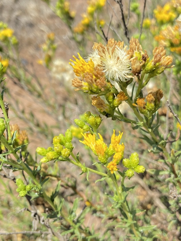 Coastal Goldenbush from Ensenada, Baja California, Mexico on July 18 ...