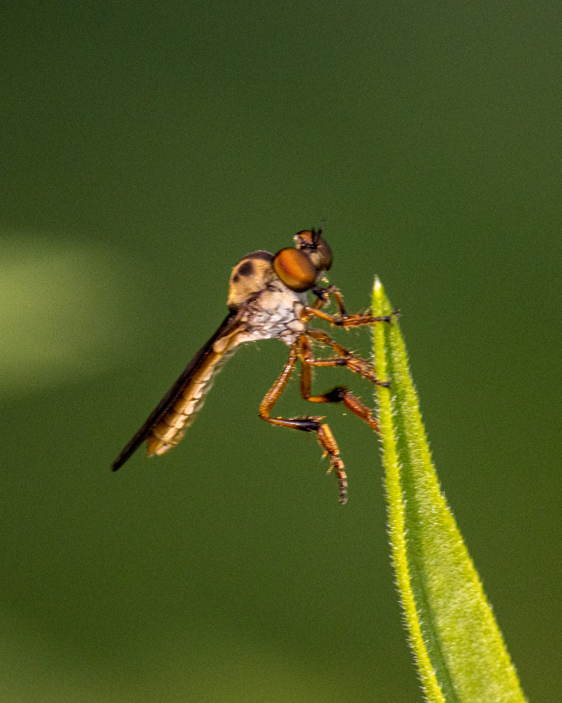 Gnat Ogres from Northumberland County, PA, USA on July 19, 2021 at 09: ...