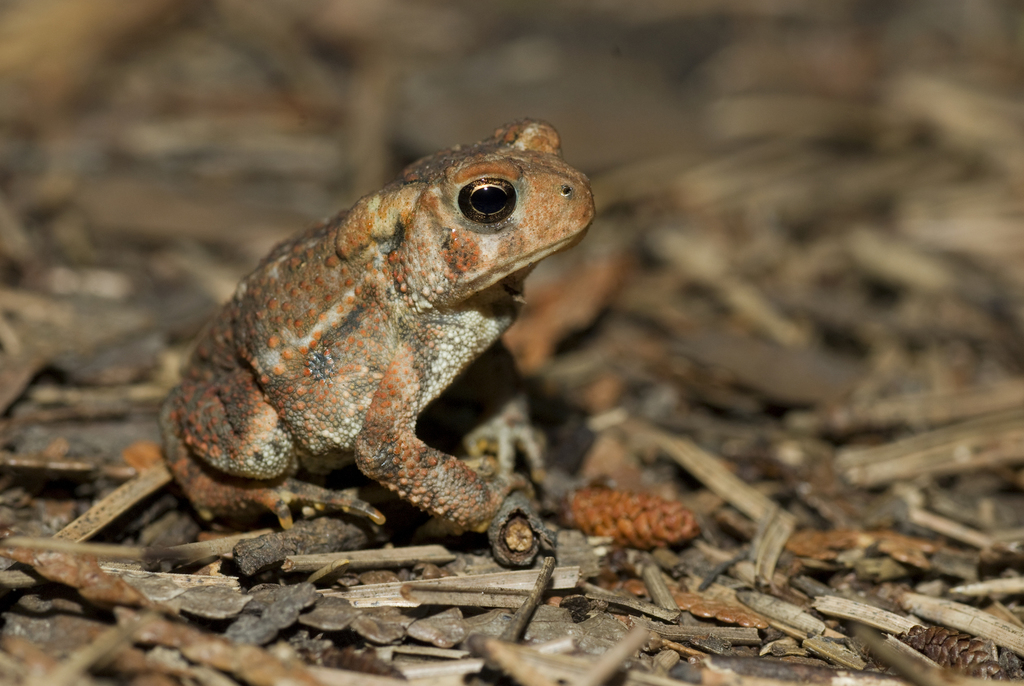American Toad (Casa Tortuga) · iNaturalist